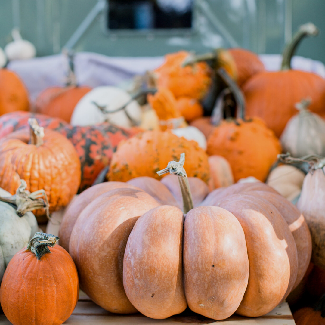 Fall – Wavelet Designs